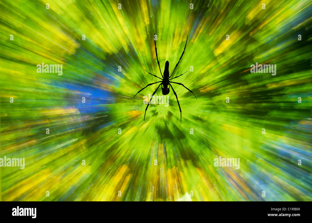Large woodland spider hi-res stock photography and images - Alamy