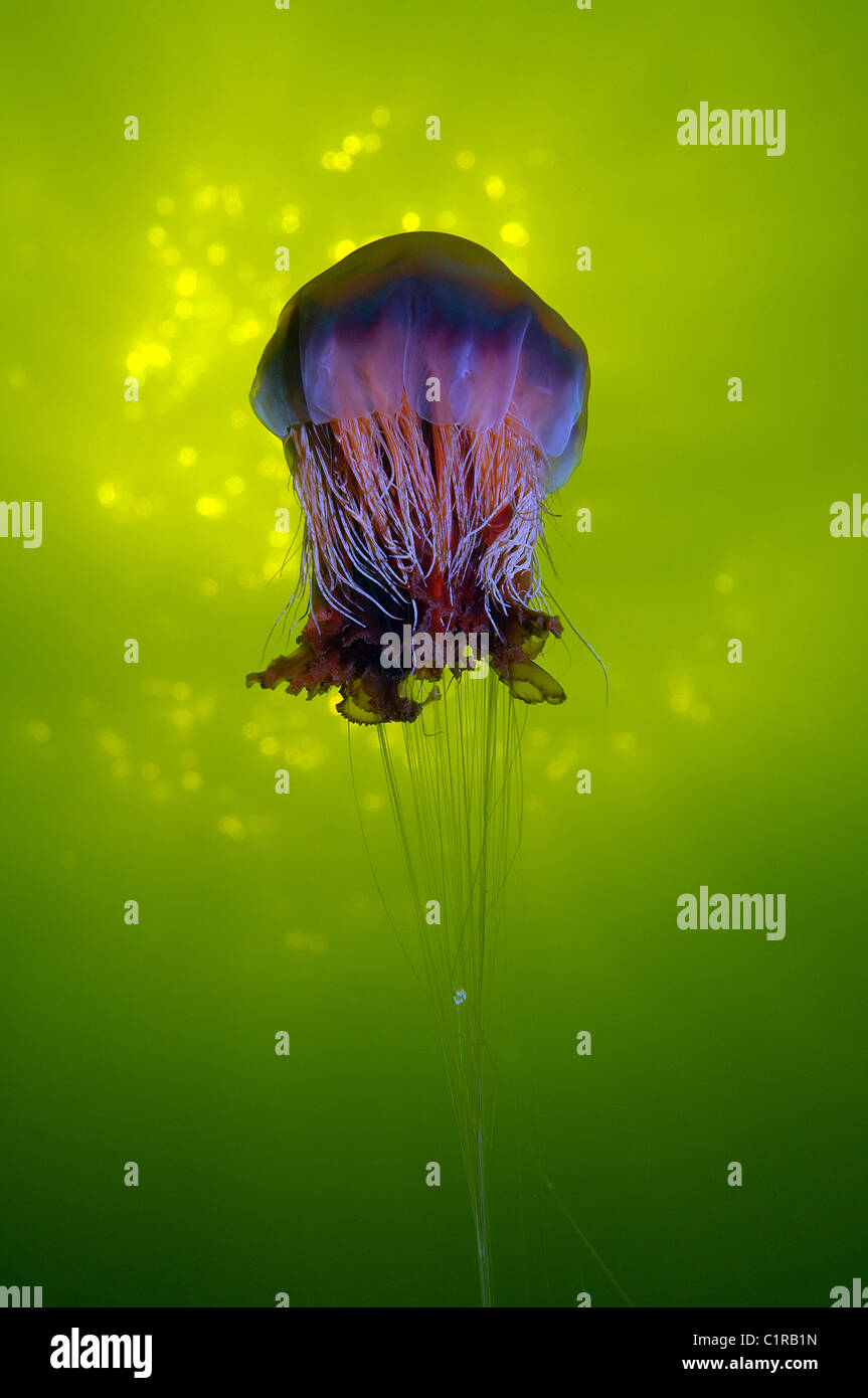 Cyanea Arctica Stock Photos & Cyanea Arctica Stock Images - Alamy