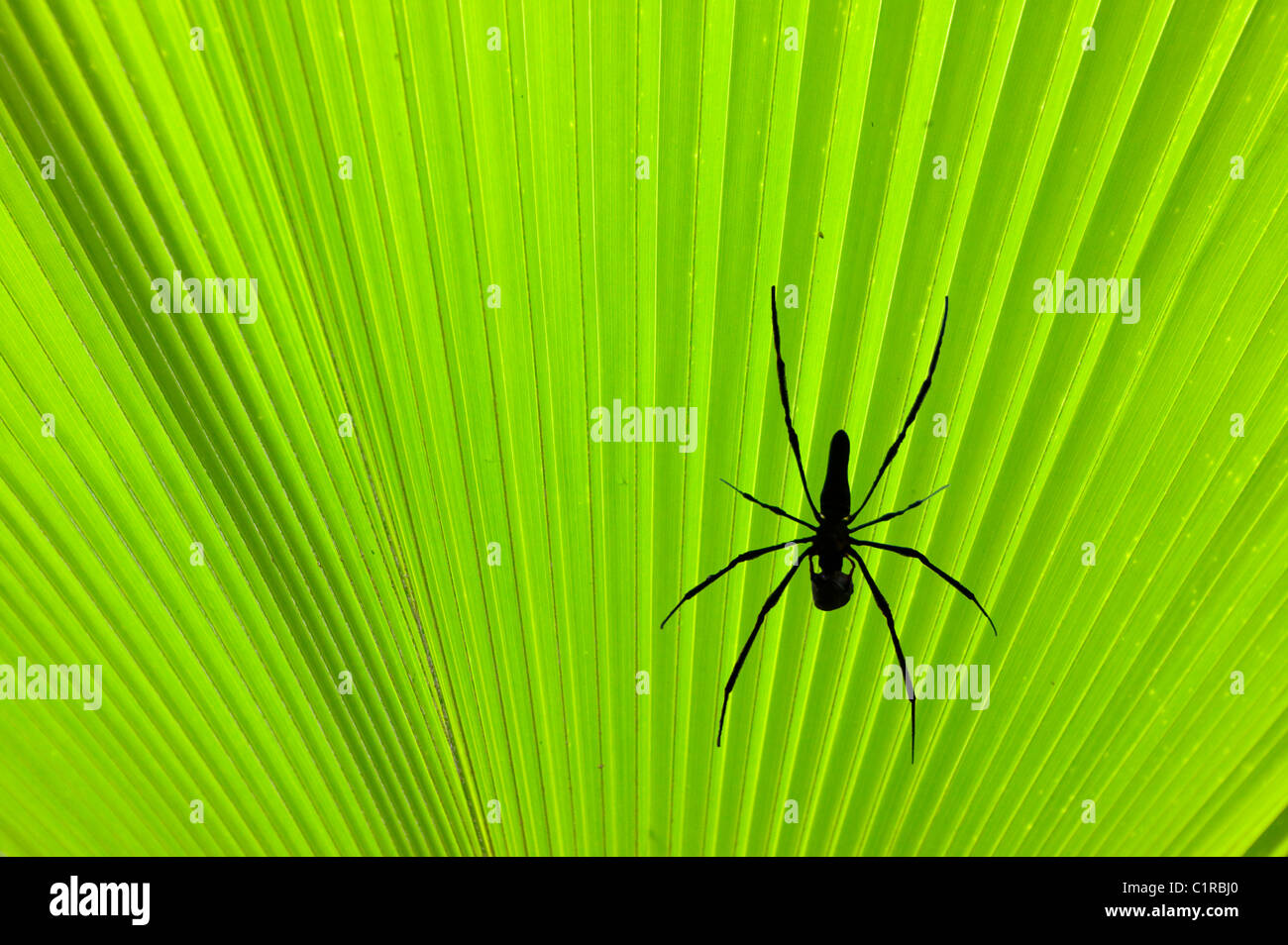 Palm fronds in Tropical rainforest on Fiji with a large spider Stock ...
