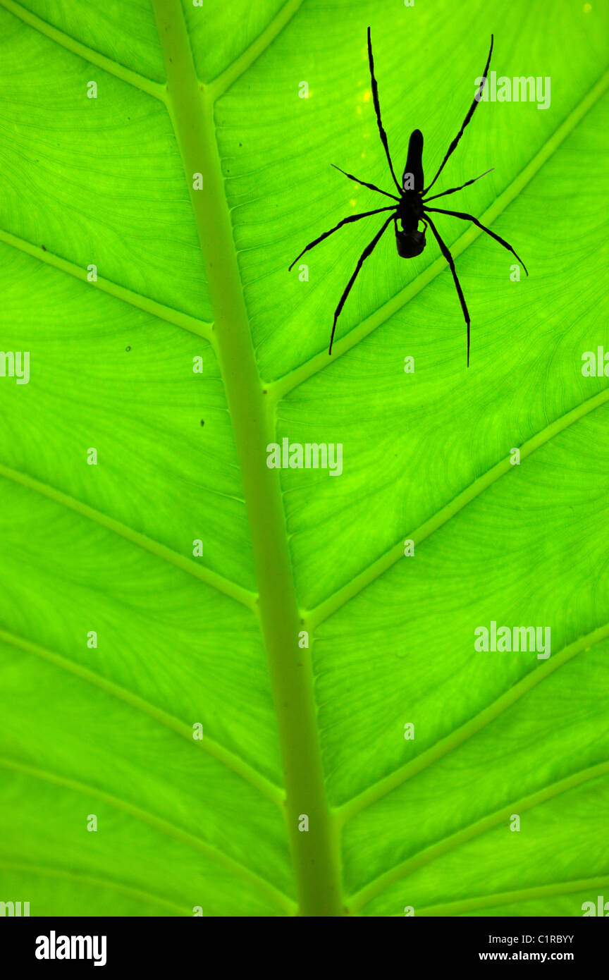 Tropical rainforest plants on Fiji with a large spider Stock Photo - Alamy