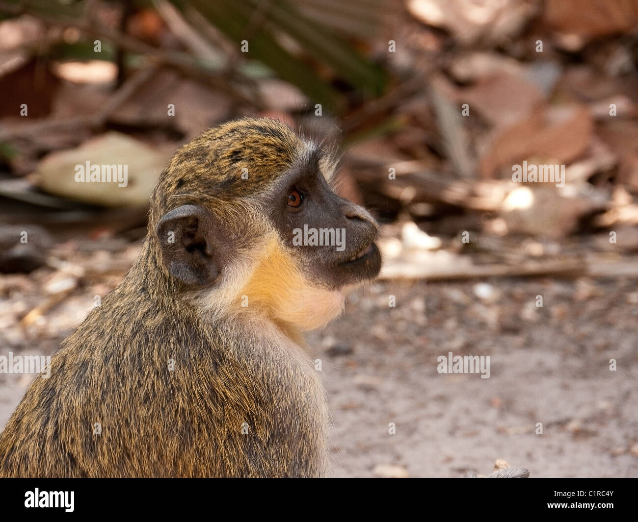 Green Velvet Monkey in the Monkey Sanctuary, Senagambia, The Gambia ...