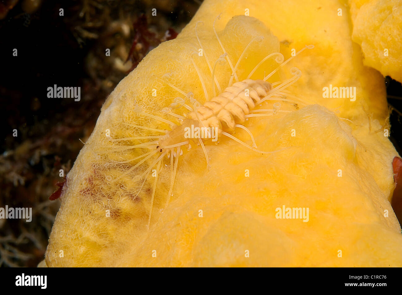 Polychaeta hi-res stock photography and images - Alamy