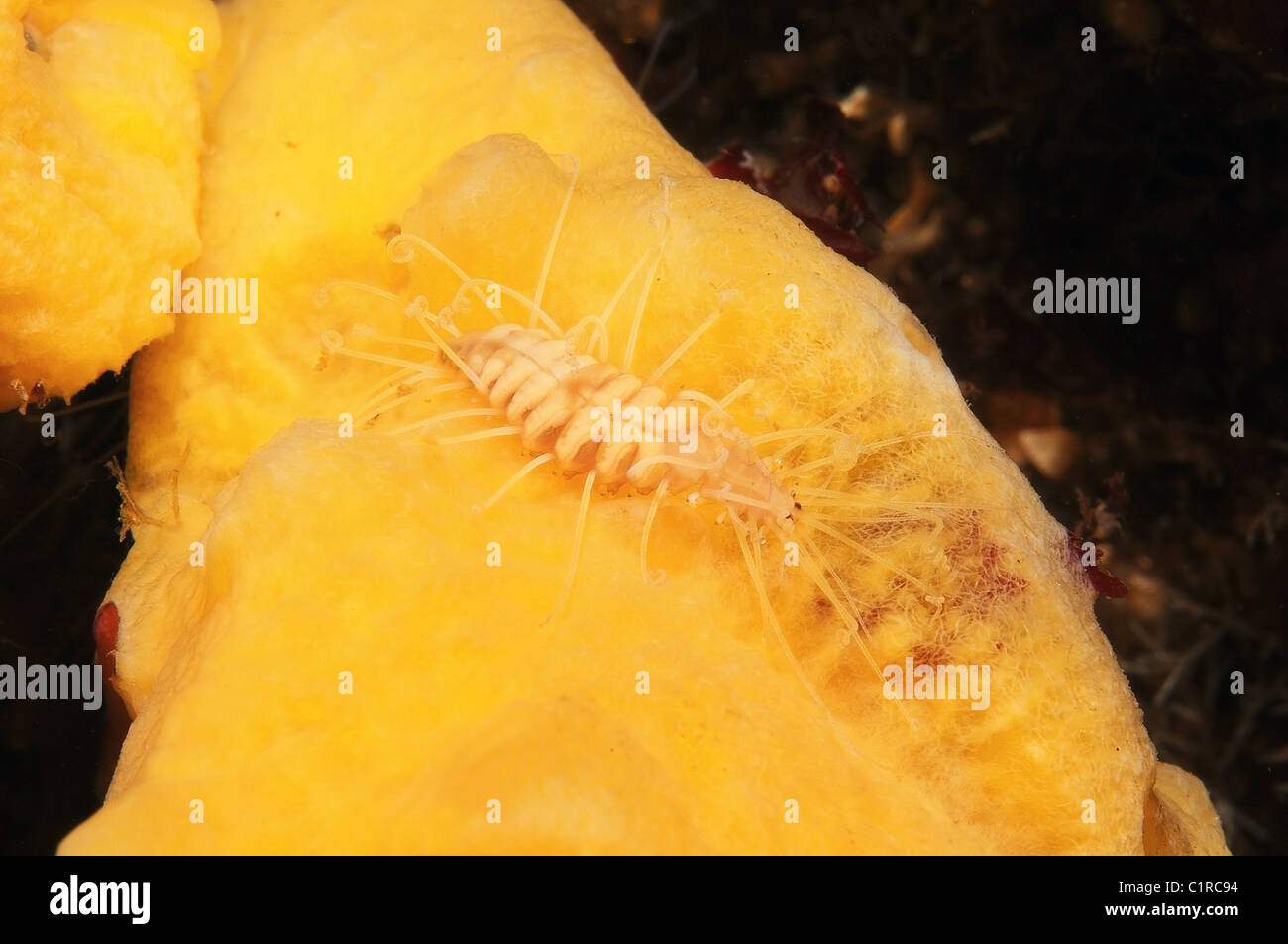 Polychaeta hi-res stock photography and images - Alamy