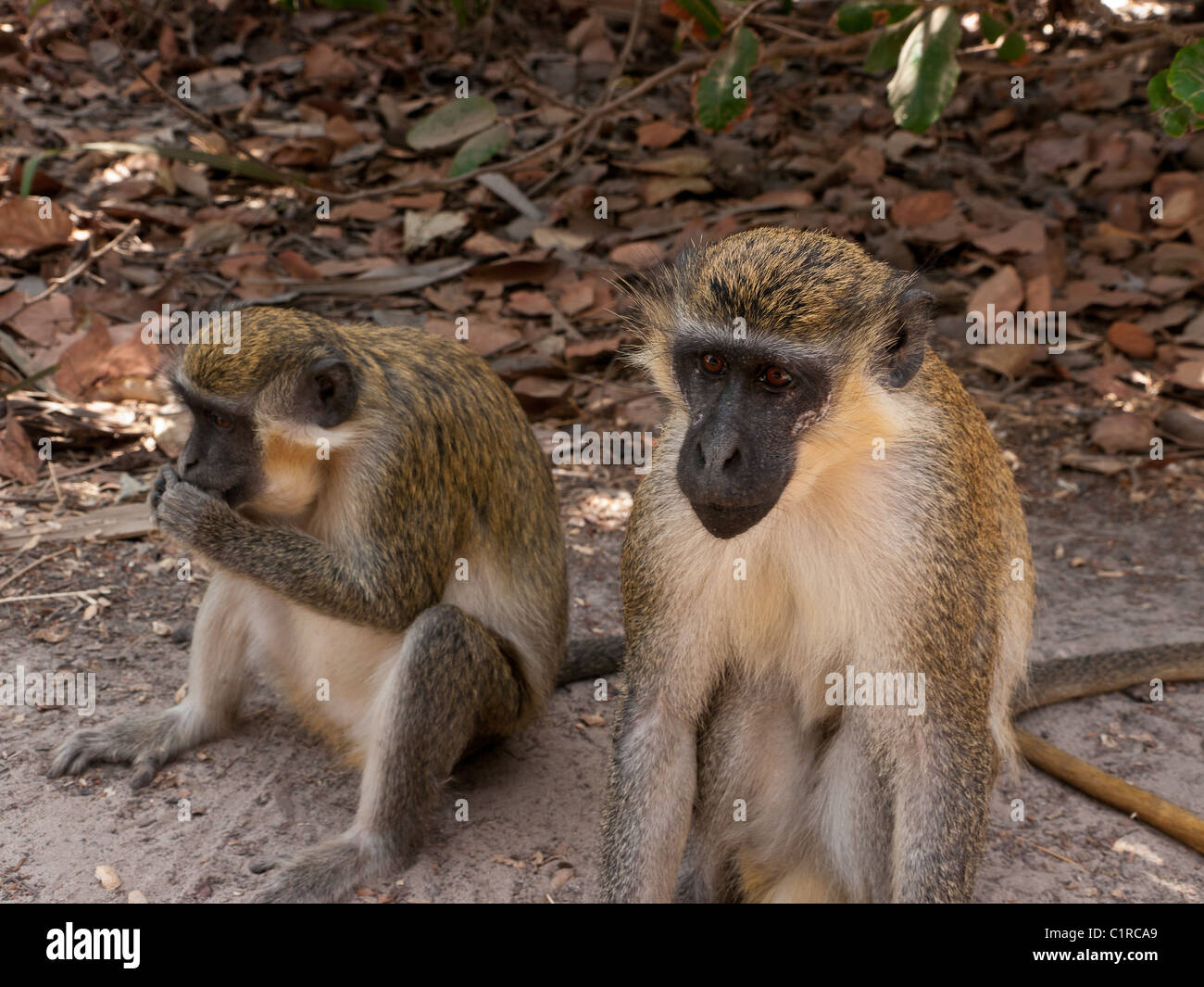 Two Green Velvet Monkeys in the Monkey Sanctuary, Senagambia, The ...
