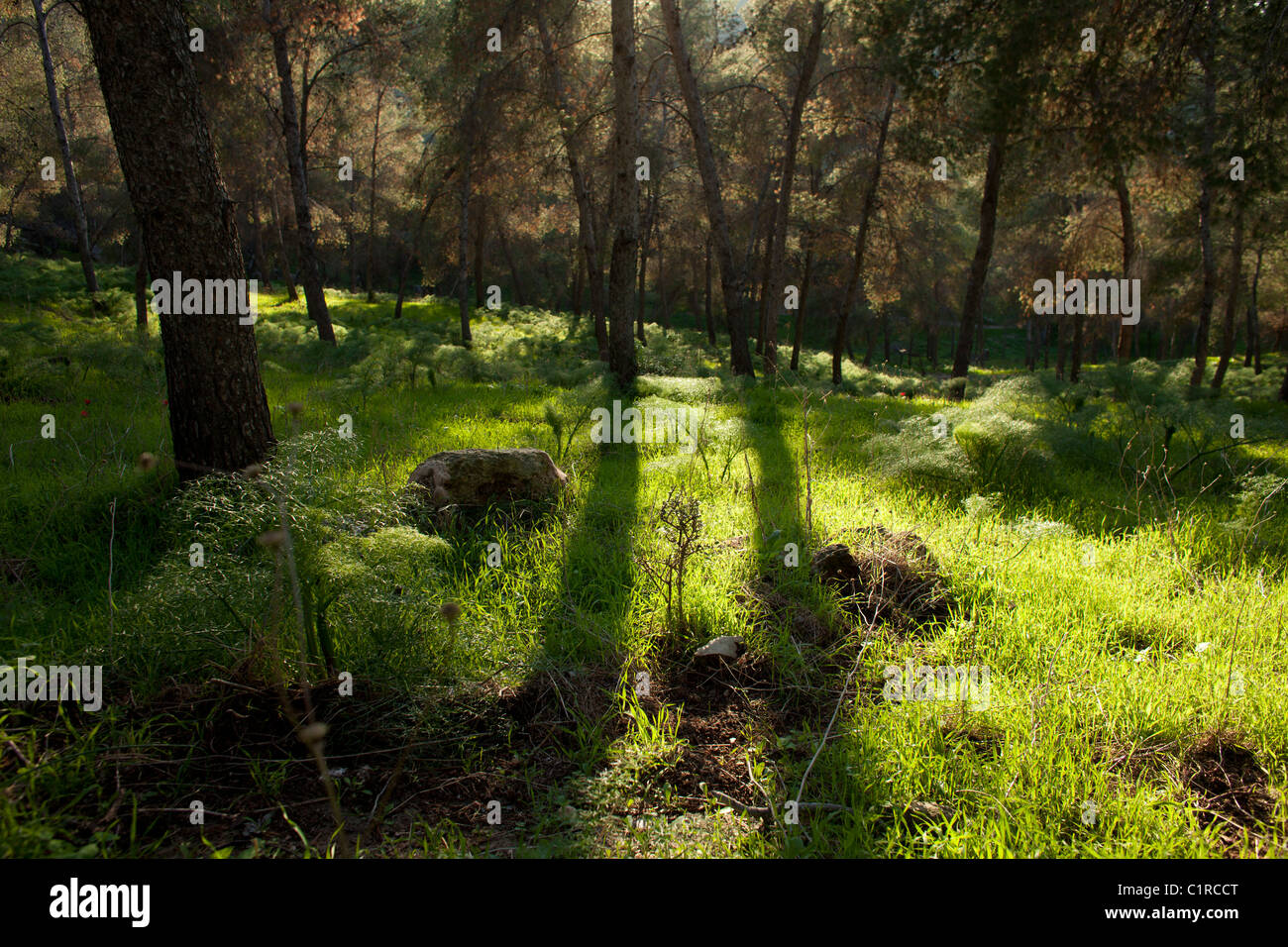 A beautiful morning in a Pine trees forest Stock Photo - Alamy