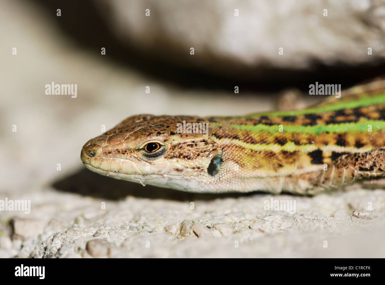 Lizards face hi-res stock photography and images - Alamy