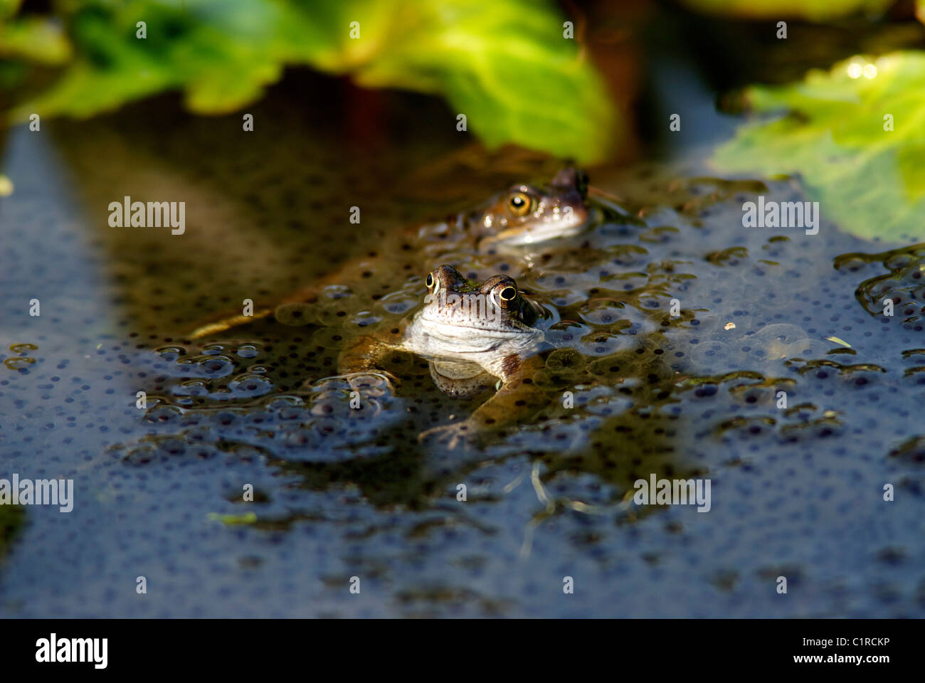 Frogs Spawning in a farm yard pond Stock Photo - Alamy
