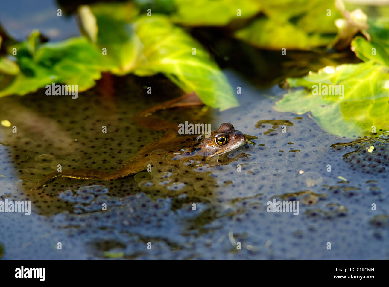 Yard pond hi-res stock photography and images - Alamy