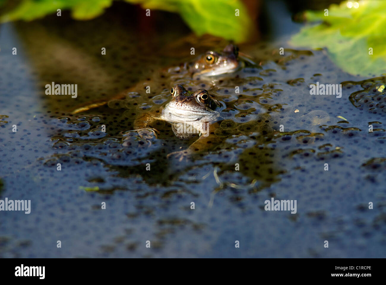 Frogs Spawning in a farm yard pond Stock Photo - Alamy