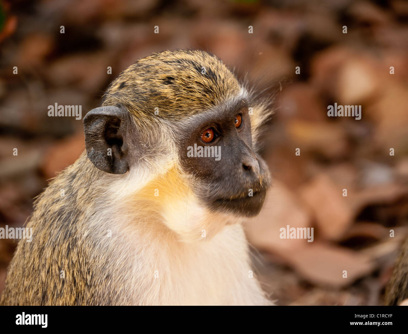 Green Velvet Monkey in the Monkey Sanctuary, Senagambia, The Gambia ...