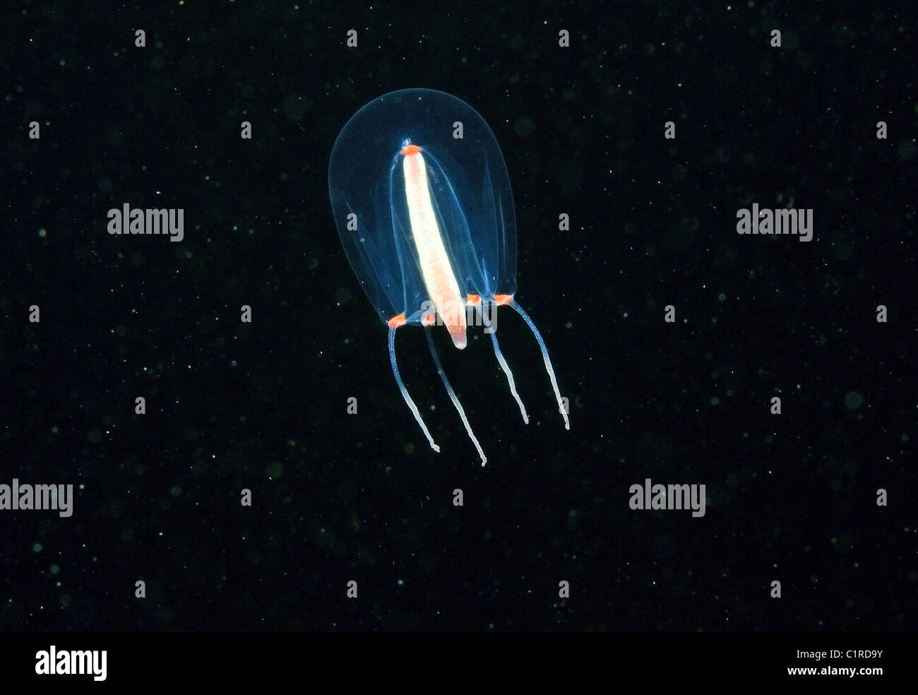 sea serpent, or hydromedusa (Bougainvillia superciliaris Stock Photo ...