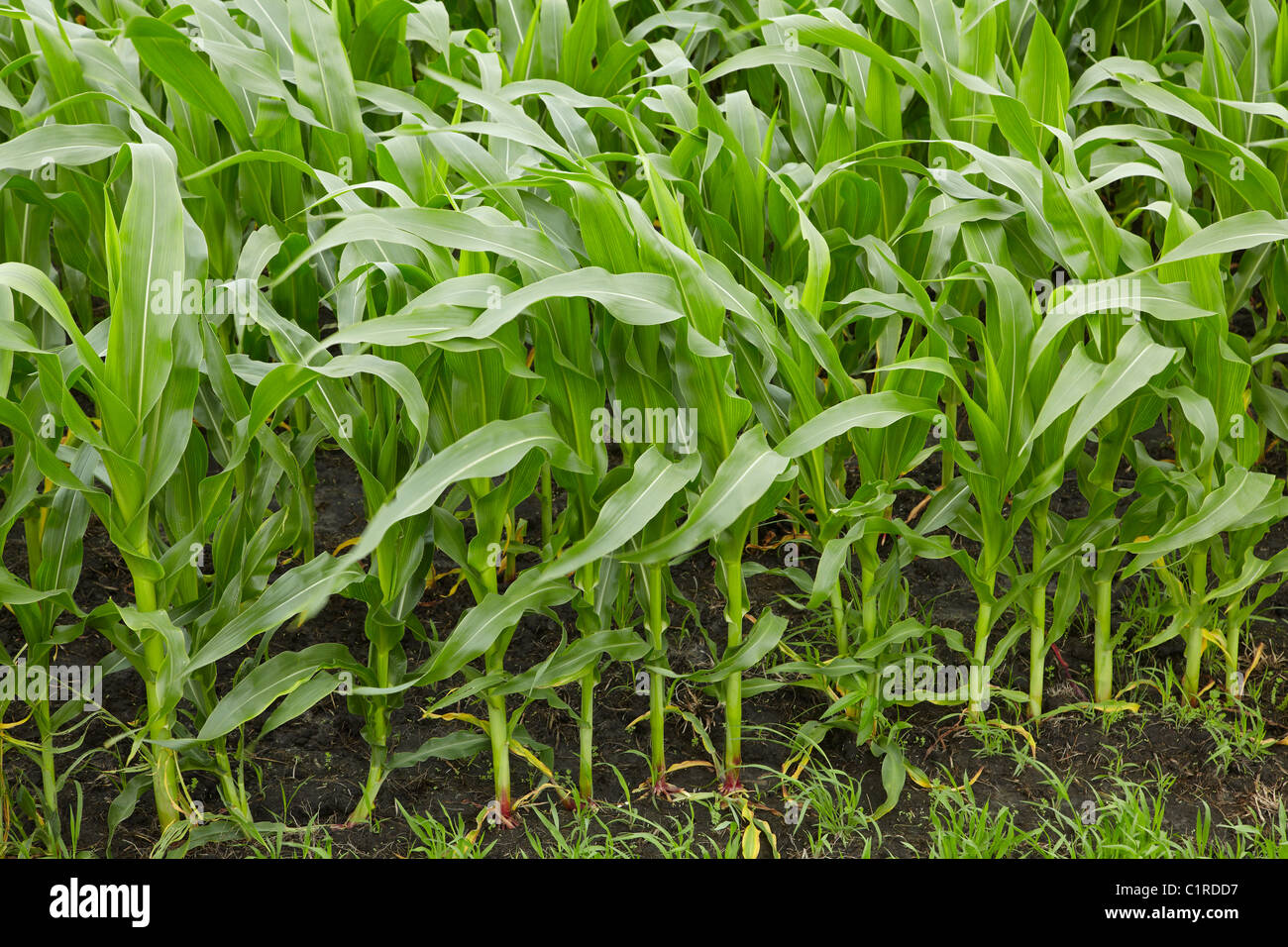 Maize paddocks hi-res stock photography and images - Alamy
