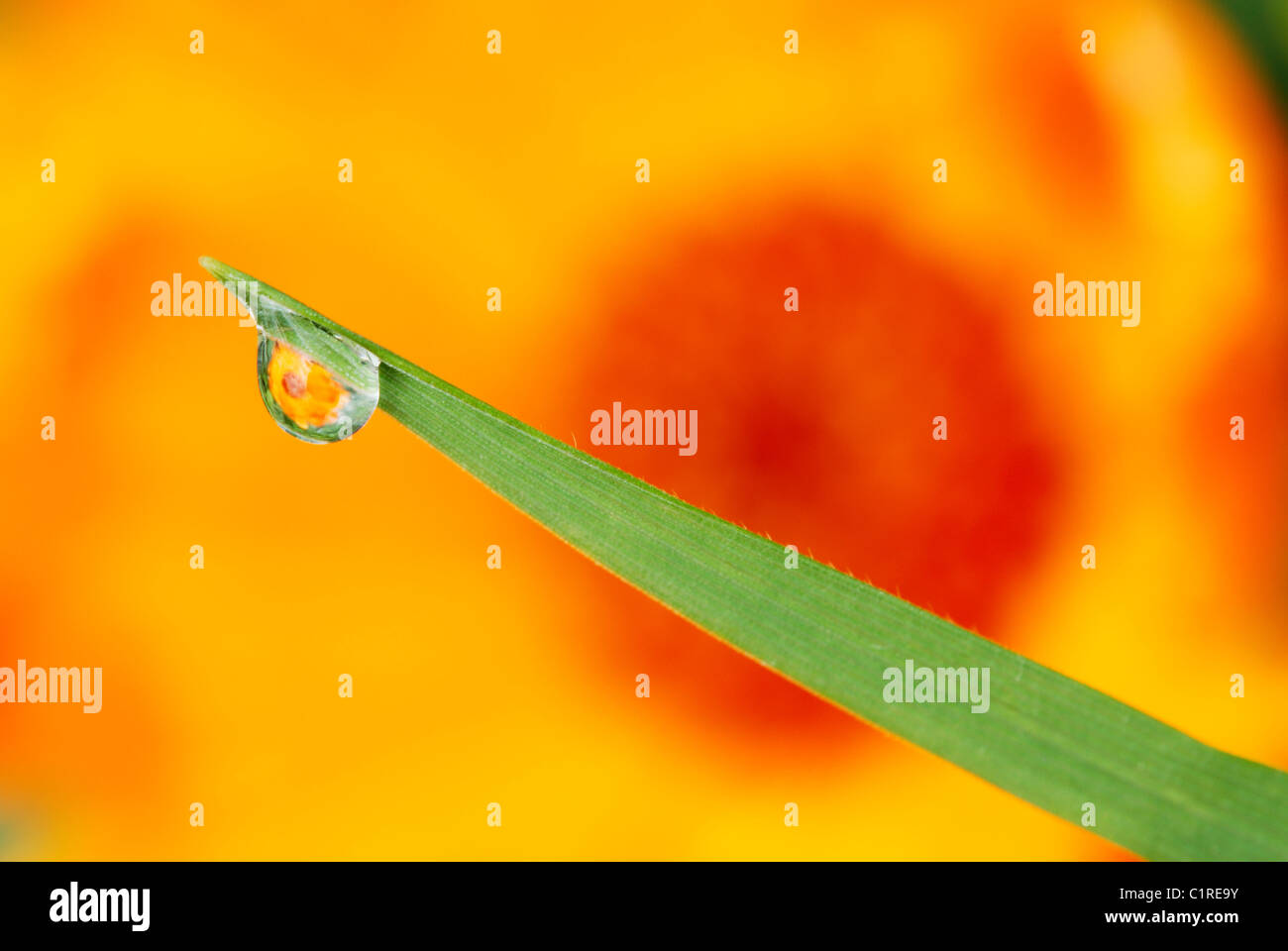 Flower reflection inside a rain drop Stock Photo - Alamy