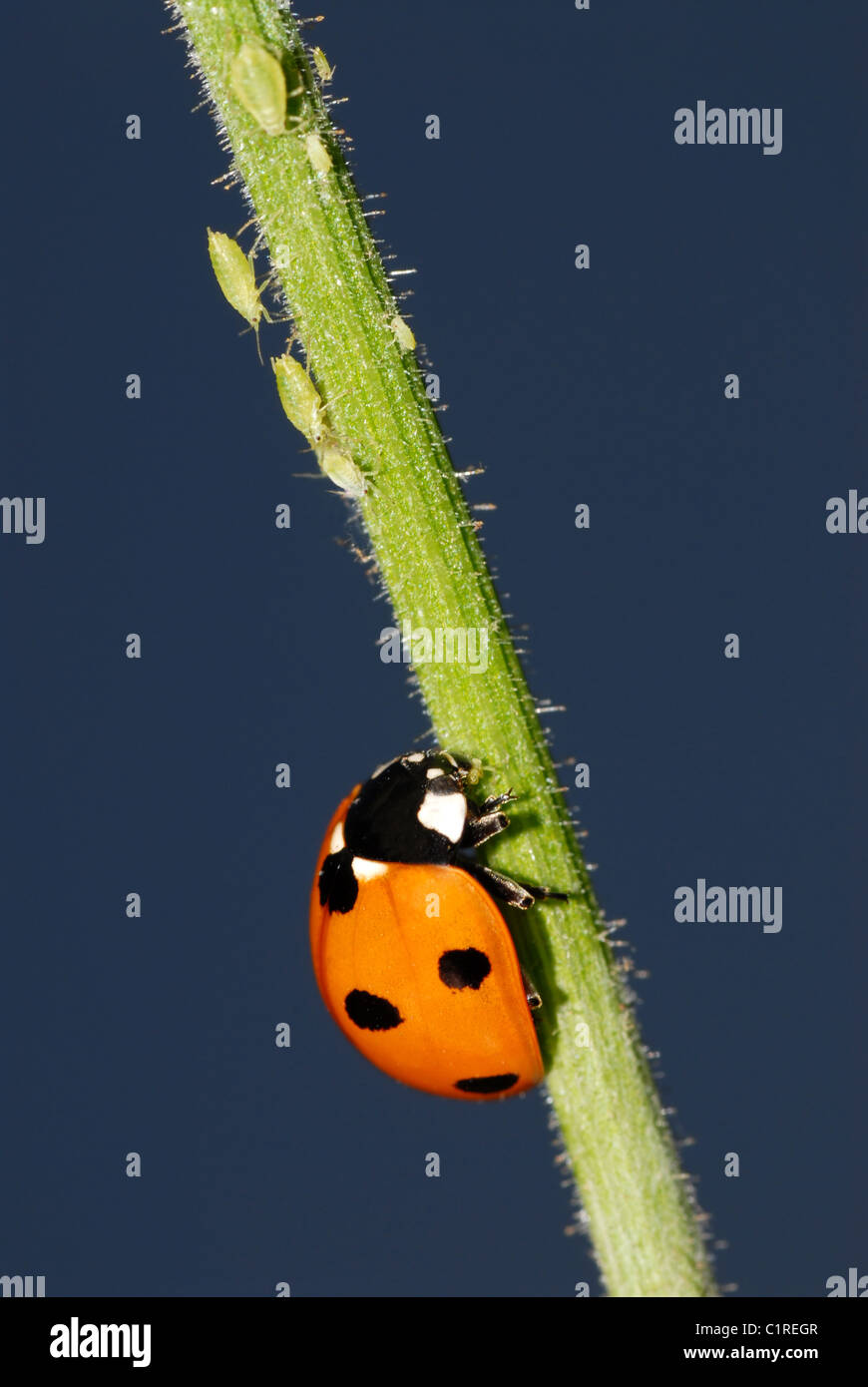 Seven spot ladybug (Coccinella septempunctata) on stem with aphids on ...