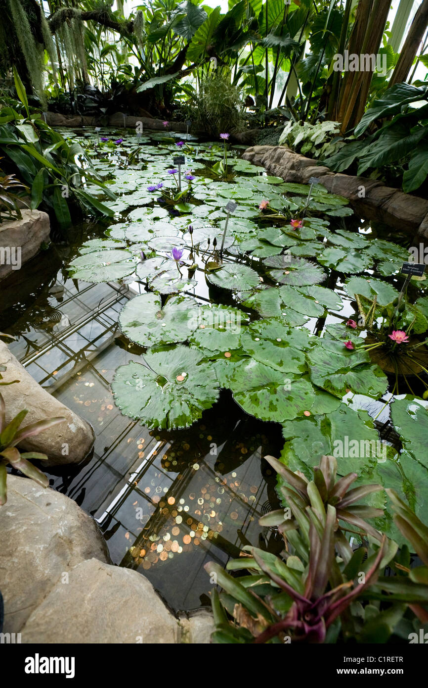 Wishing well / pond in The Glasshouse, Wisley. People have dropped coin ...
