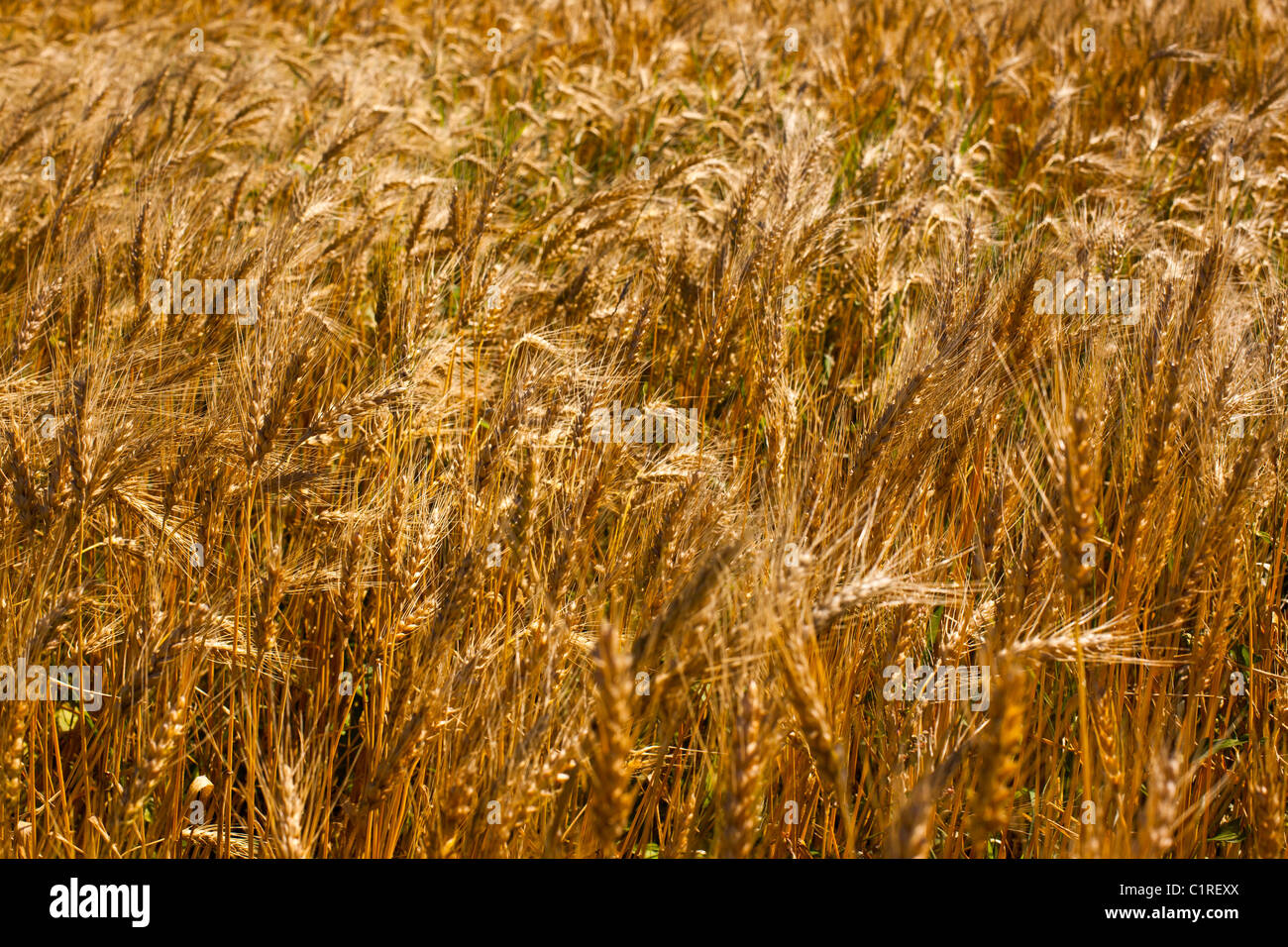 Real Wheat Field Cross Section Stock Photo - Alamy