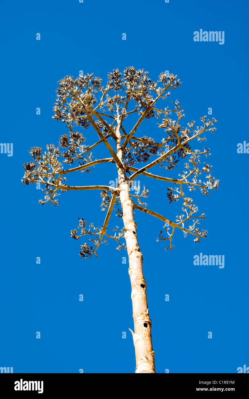 Century plants are fairly common in areas of southern New Mexico Stock ...