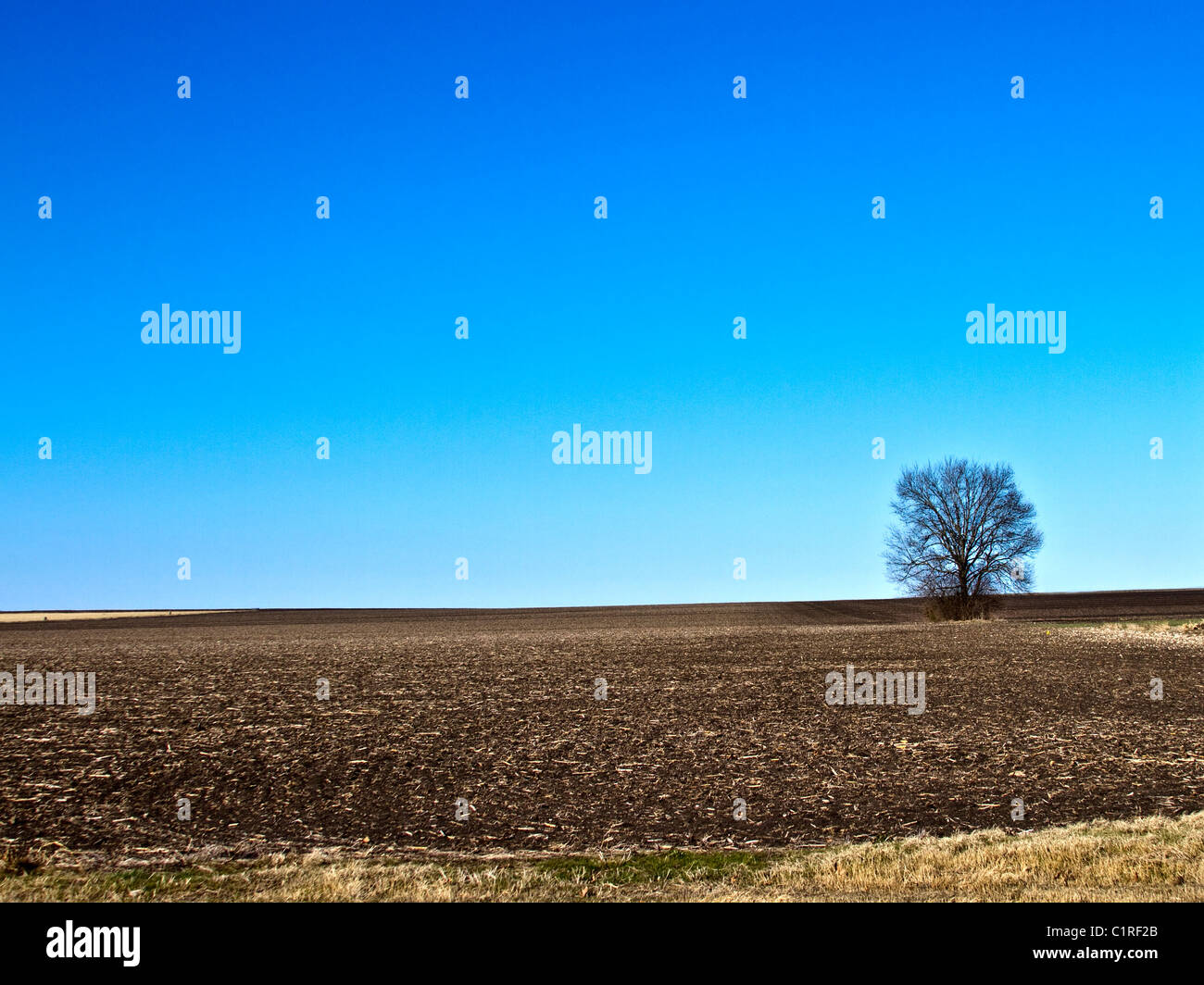 Tree in open field hi-res stock photography and images - Alamy