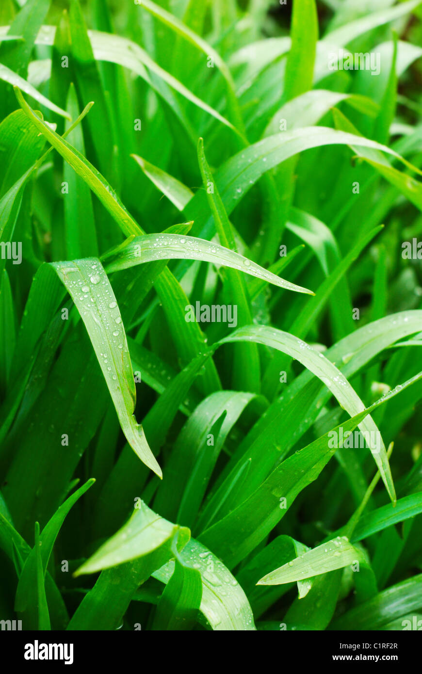 Particular grass hi-res stock photography and images - Alamy