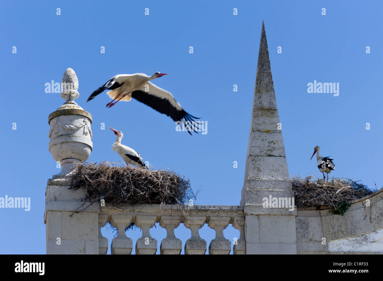 storks' nests on the Arco da Vila, the old town, Faro, Algarve ...