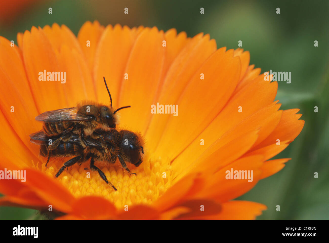 Pair of Halictus sp in love on a calendula flower Stock Photo - Alamy
