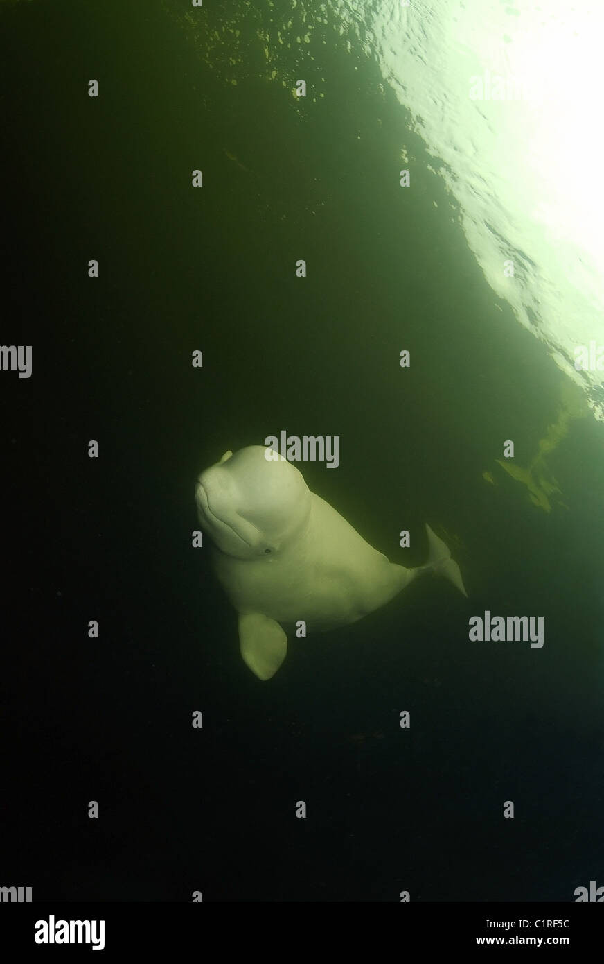 Beluga whale arctic hi-res stock photography and images - Alamy