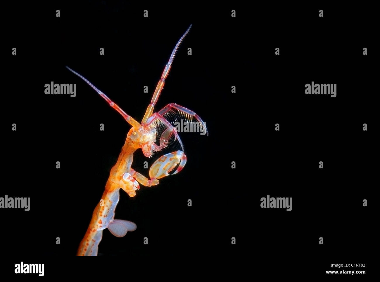 Skeleton shrimp or ghost shrimps (Caprella linearis), Arctic, Russia ...
