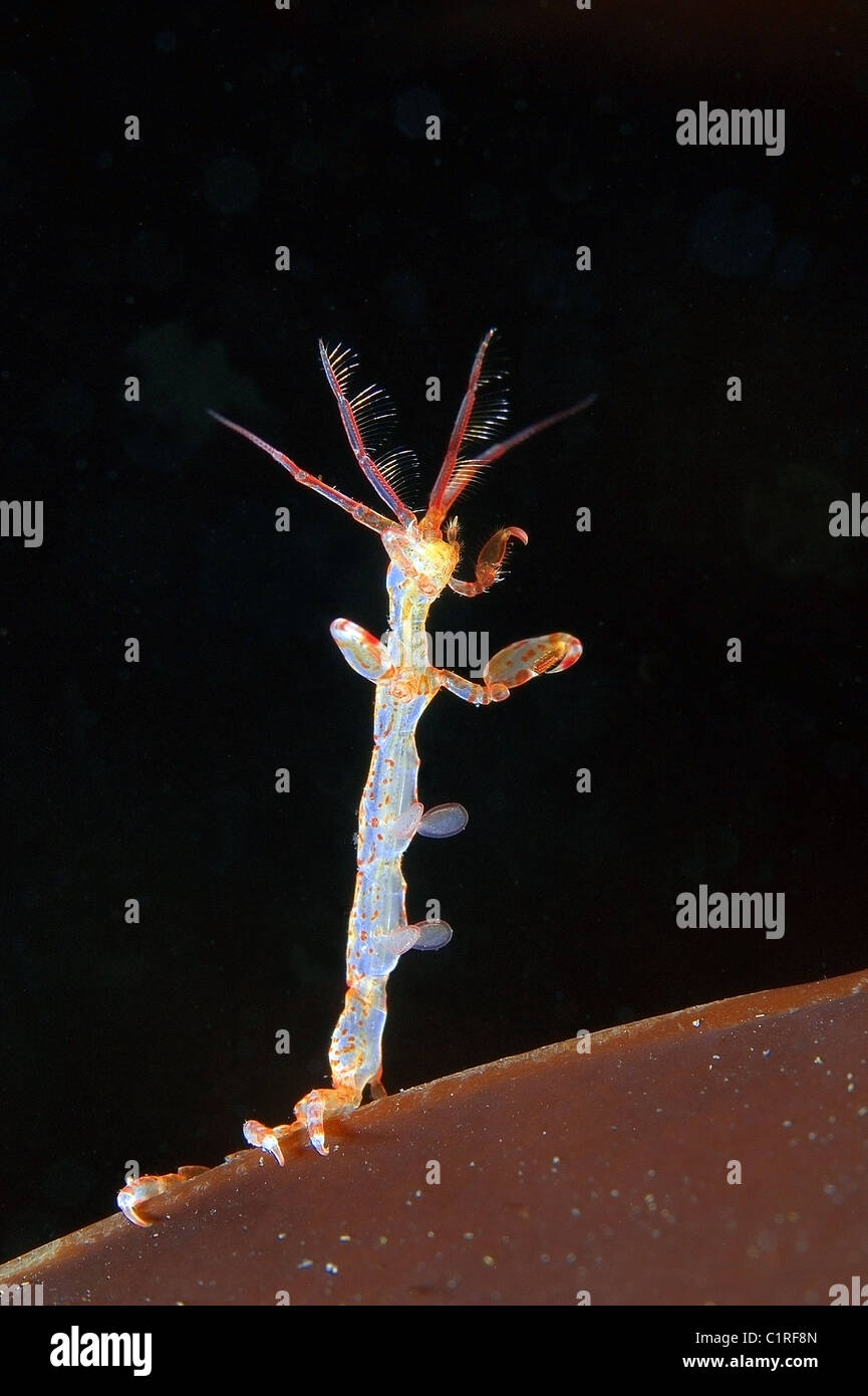 Skeleton shrimp or ghost shrimps (Caprella linearis), Arctic, Russia ...