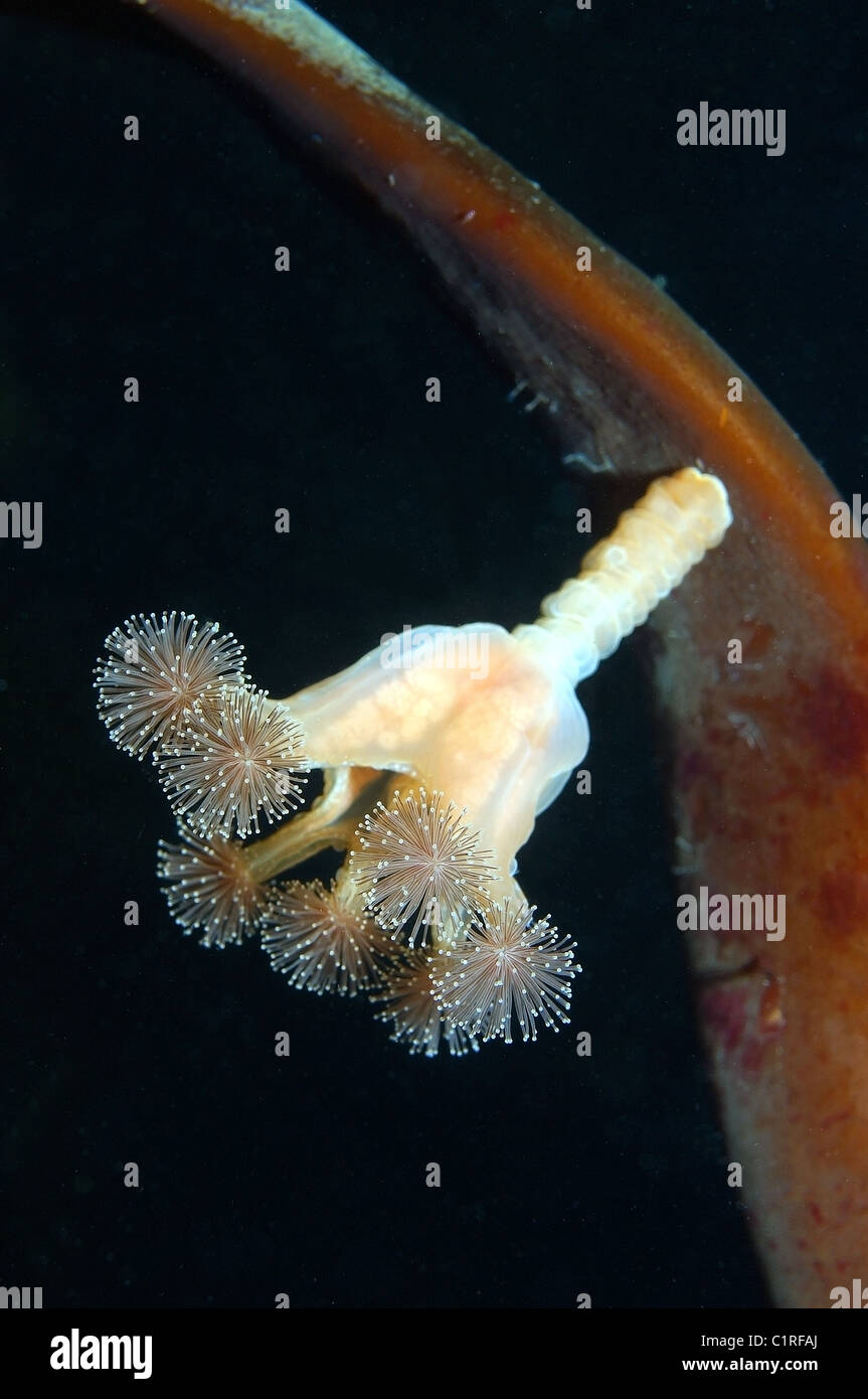 Stalked jellyfish (Lucernaria quadricornis), Arctic, Russia, Kareliya ...
