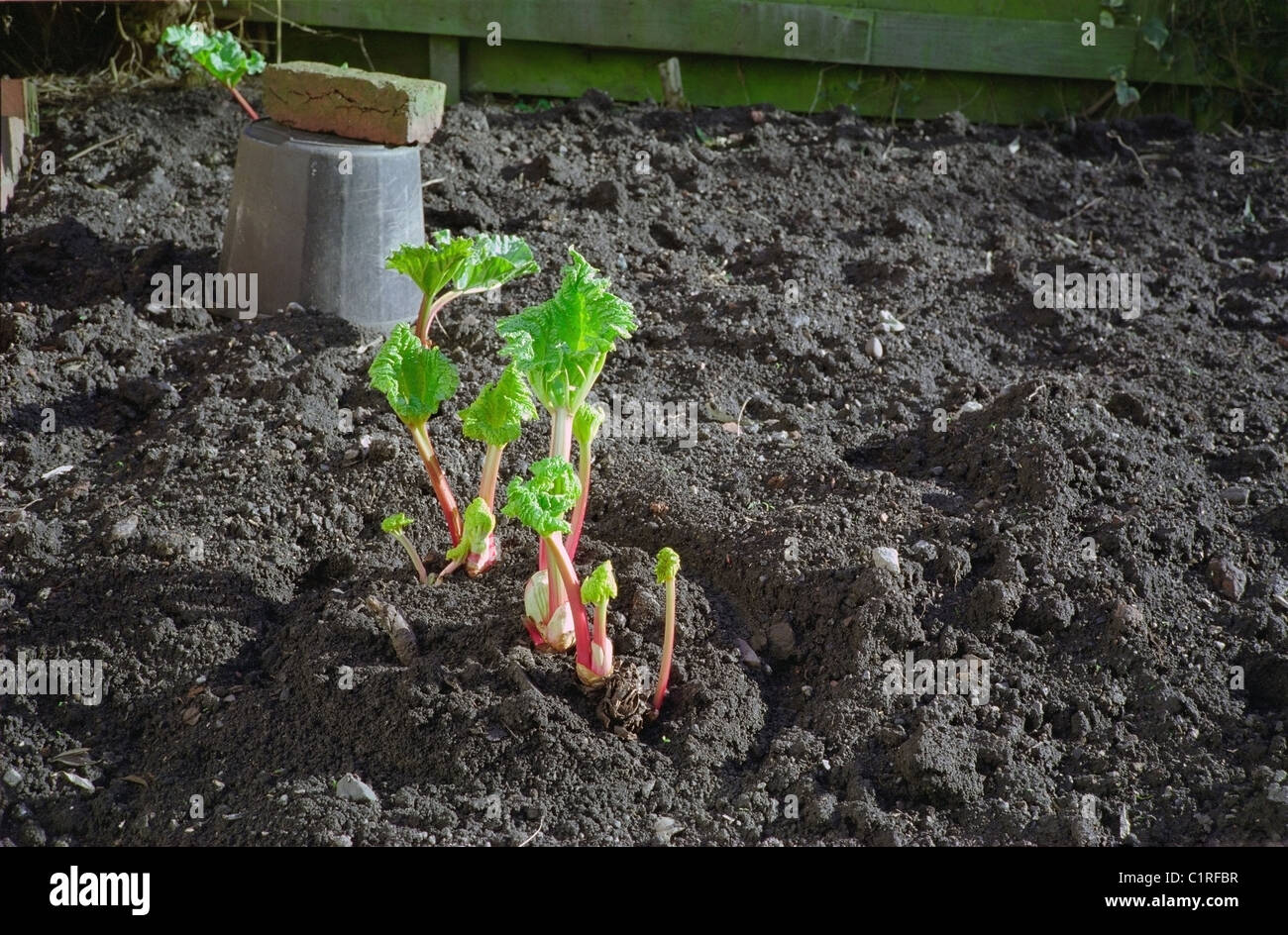 An Upturned Bucket used as a Cloche to Force Rhubarb ( Rheum x hybridum ...