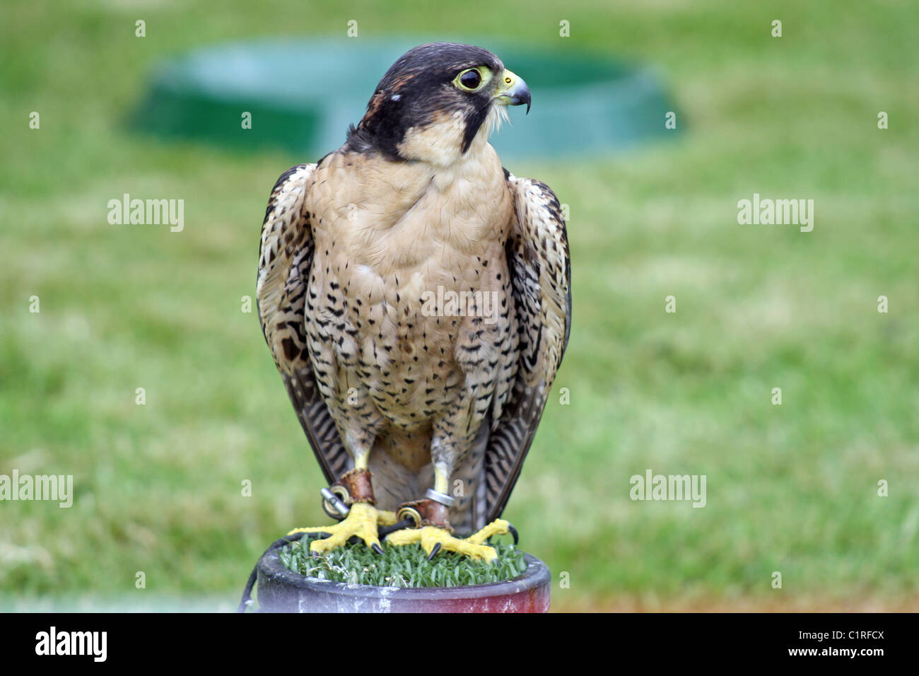 bird of prey Stock Photo - Alamy