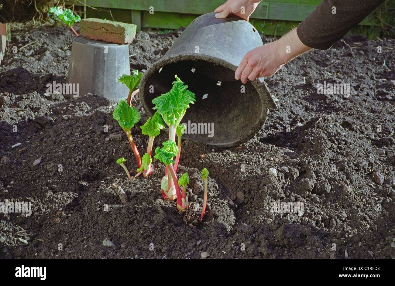 Caucasian Man Holding A Bucket used as a Cloche to Force Rhubarb ...