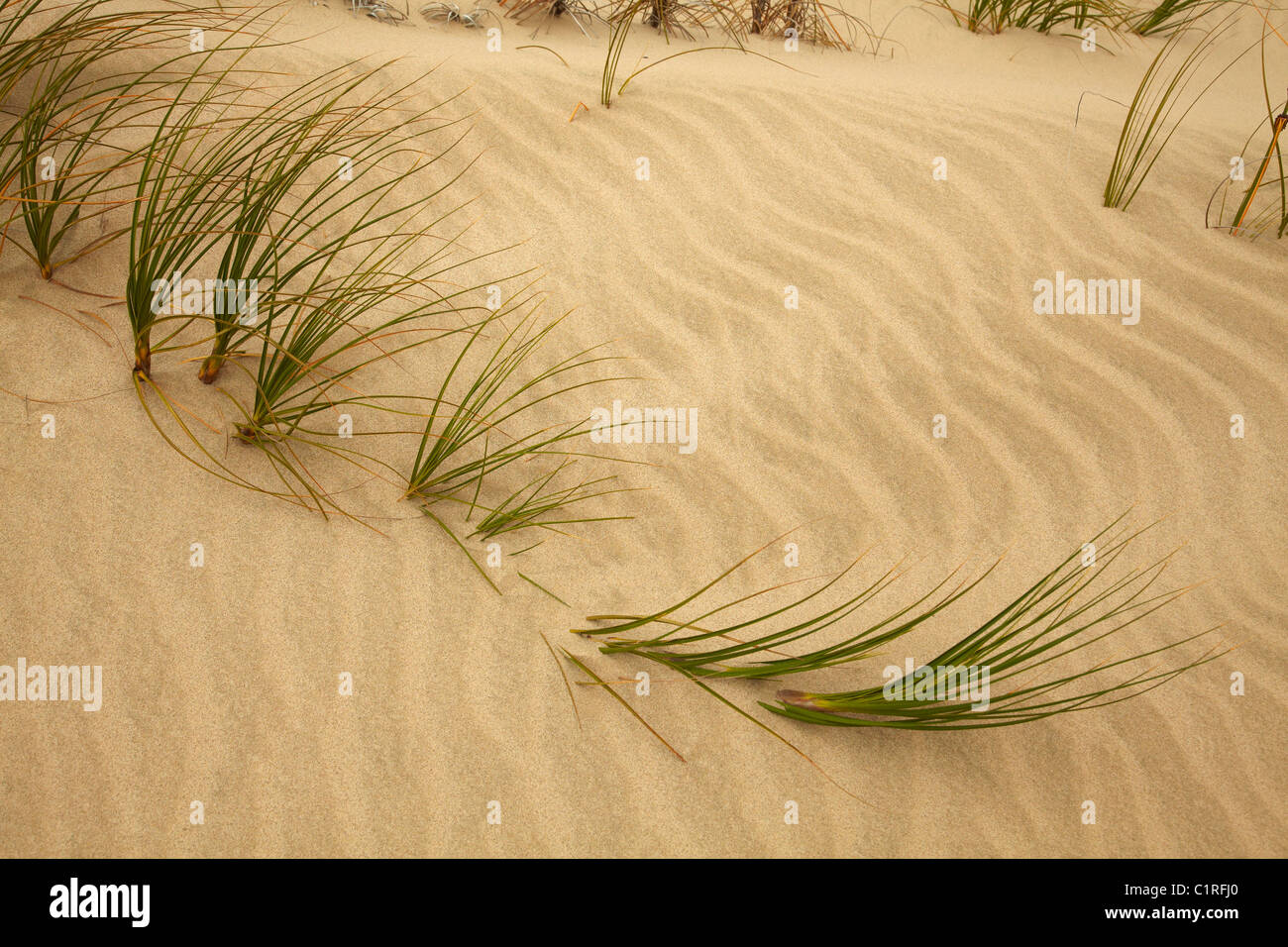 Pingao (Pikao, or Golden Sand Sedge ), Te Paki Sand Dunes, Far North ...