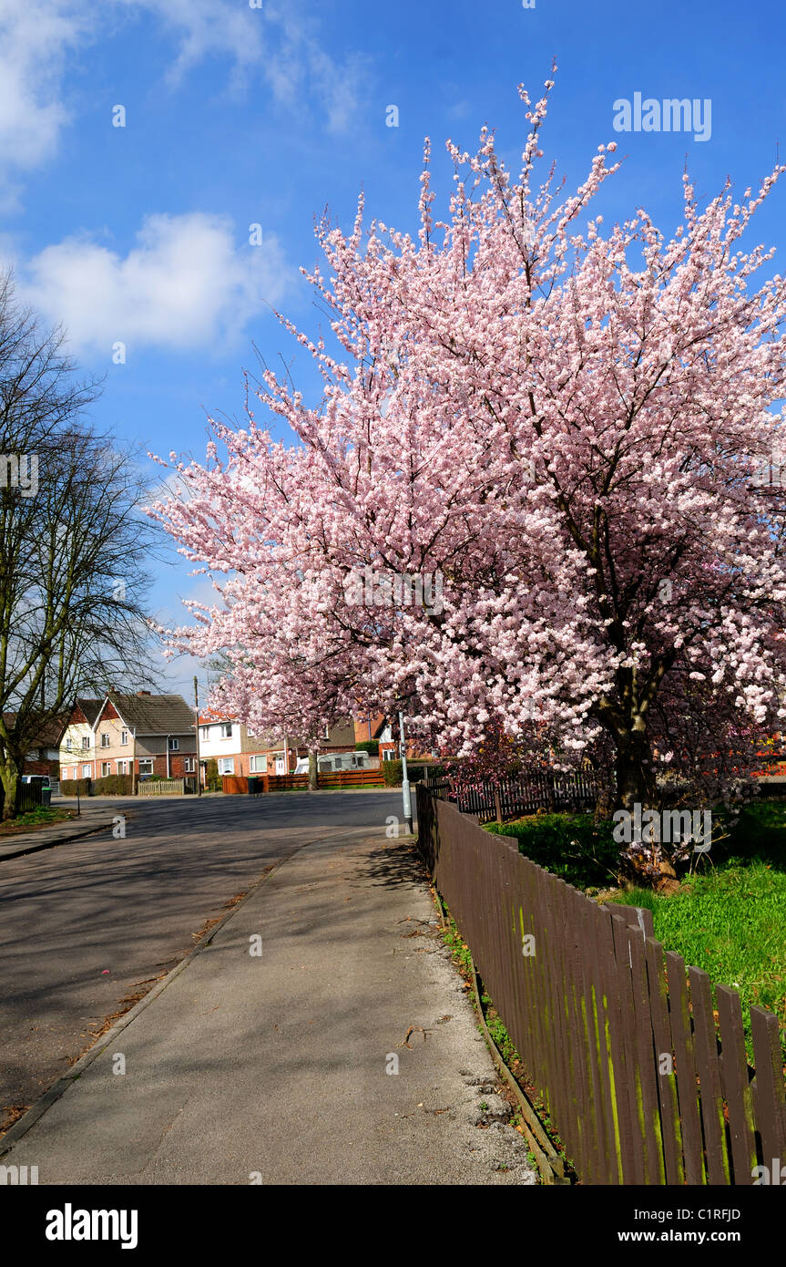 Cherry Blossom Tree On Residential Street Stock Photo - Alamy