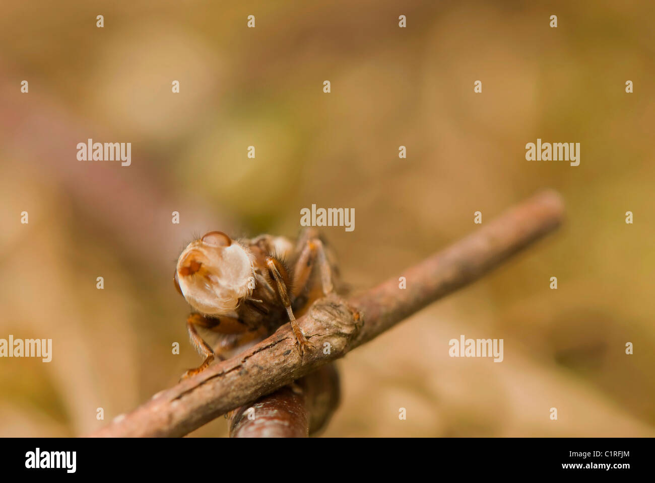Myopa hi-res stock photography and images - Alamy