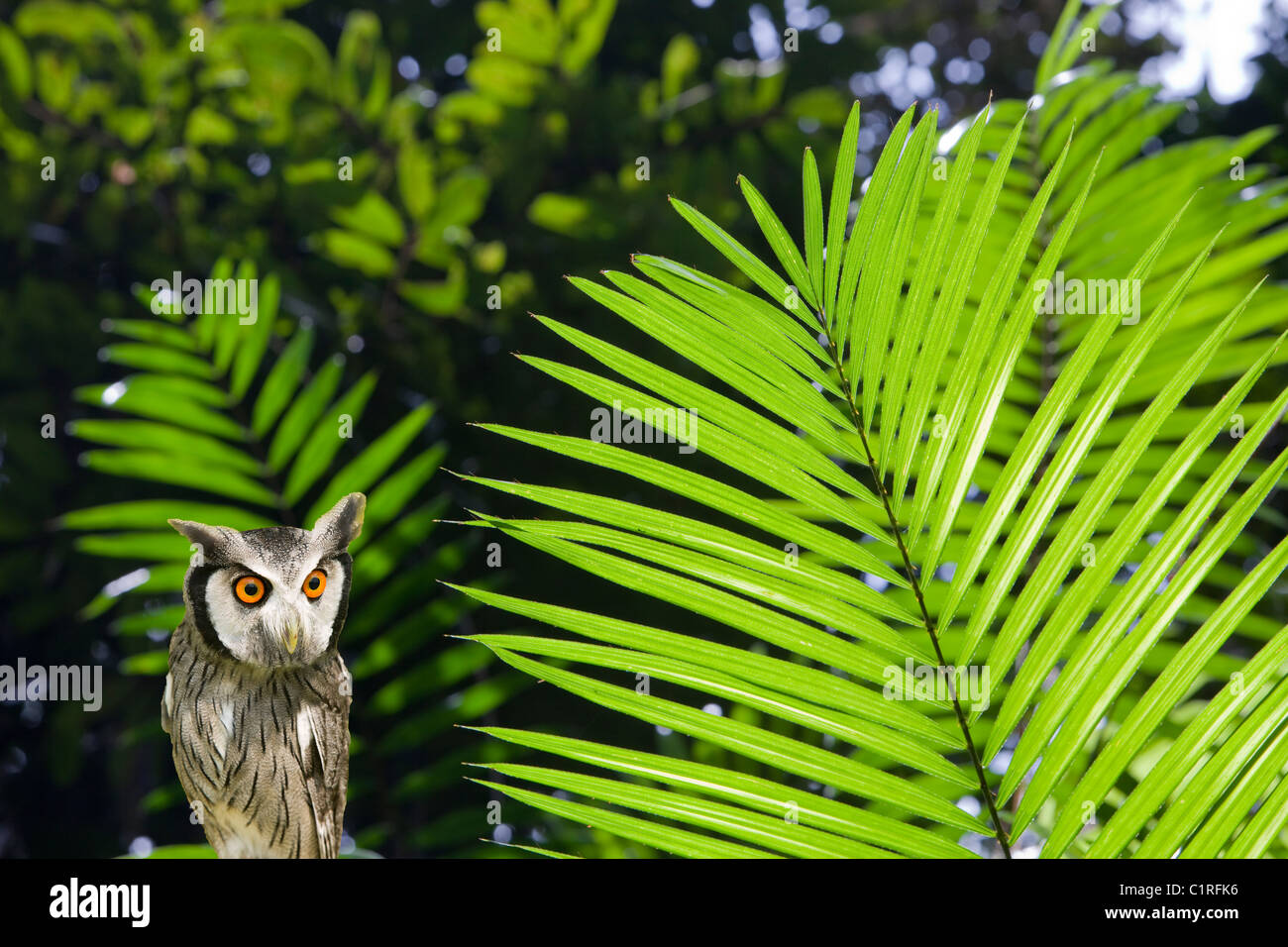 A tropical palm tree in the Daintree Rainforest, Queensland, Australia ...