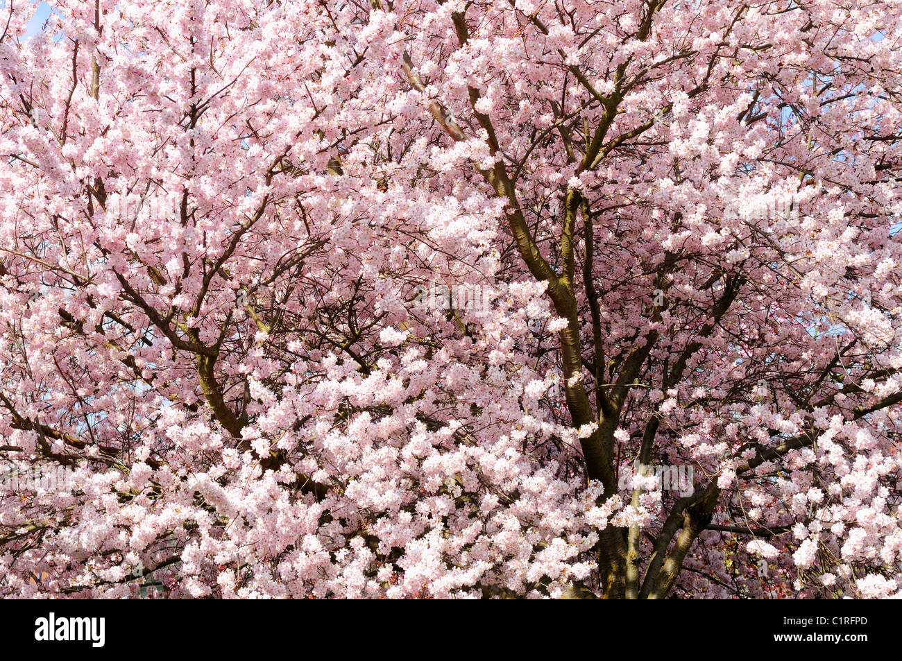 Cherry tree on street hi-res stock photography and images - Alamy