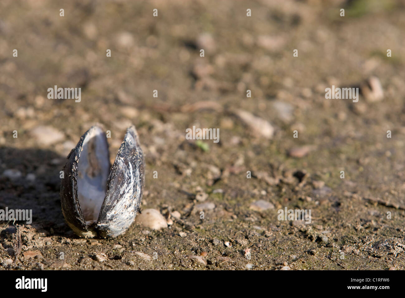 Fresh water mussel at the side of a lake Stock Photo - Alamy