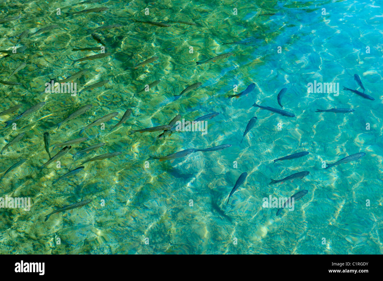 Trout fish in cleat turquoise water Stock Photo - Alamy