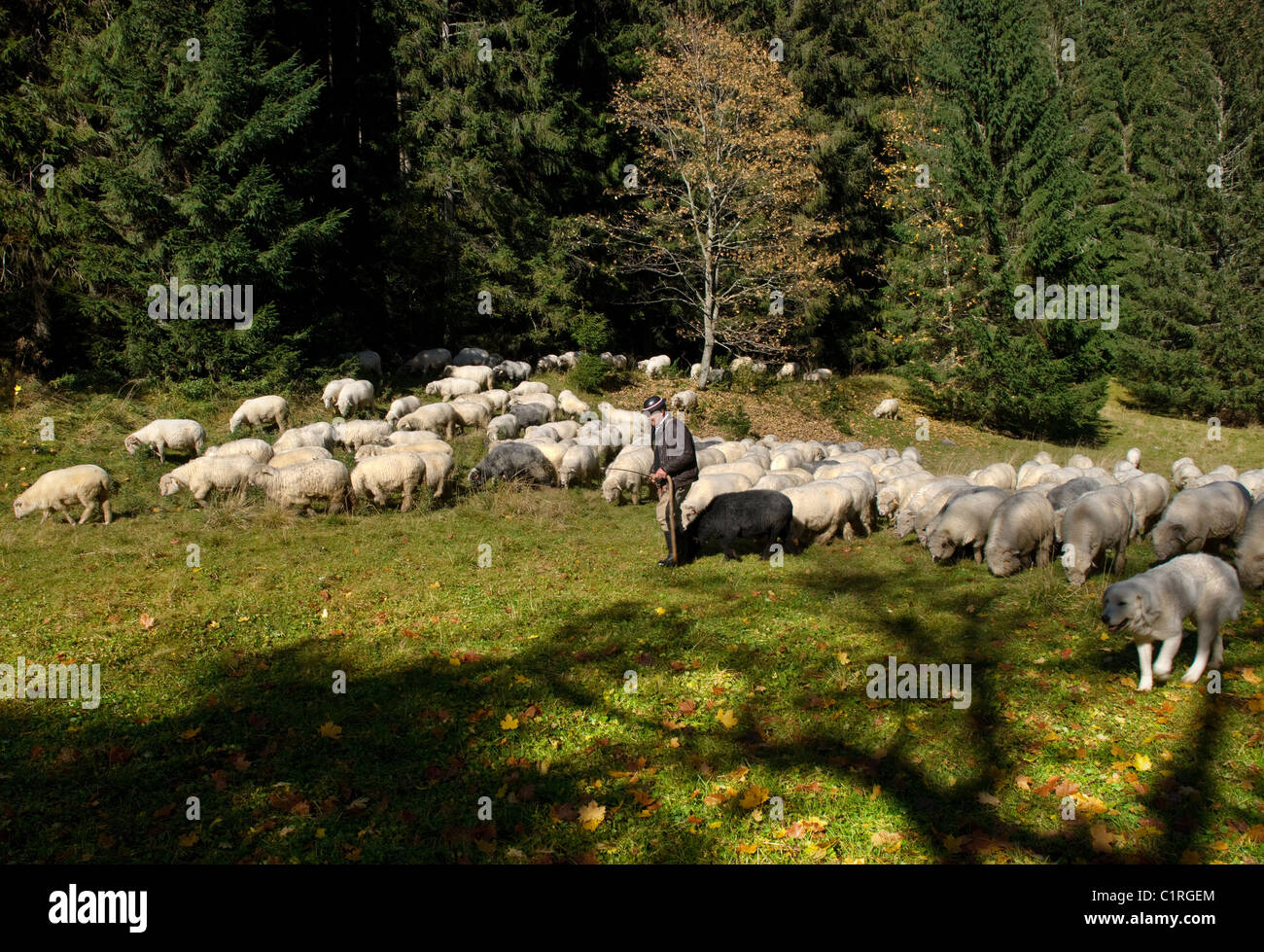 Shepherd with his flock of sheep in Zakopane (Poland Stock Photo - Alamy