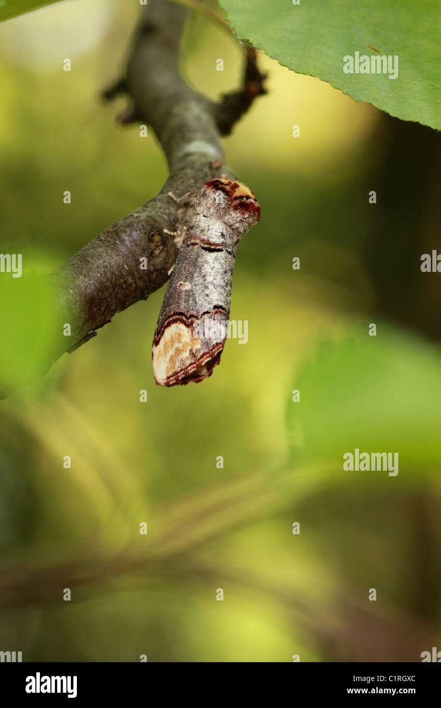 Buff tip moths hi-res stock photography and images - Alamy