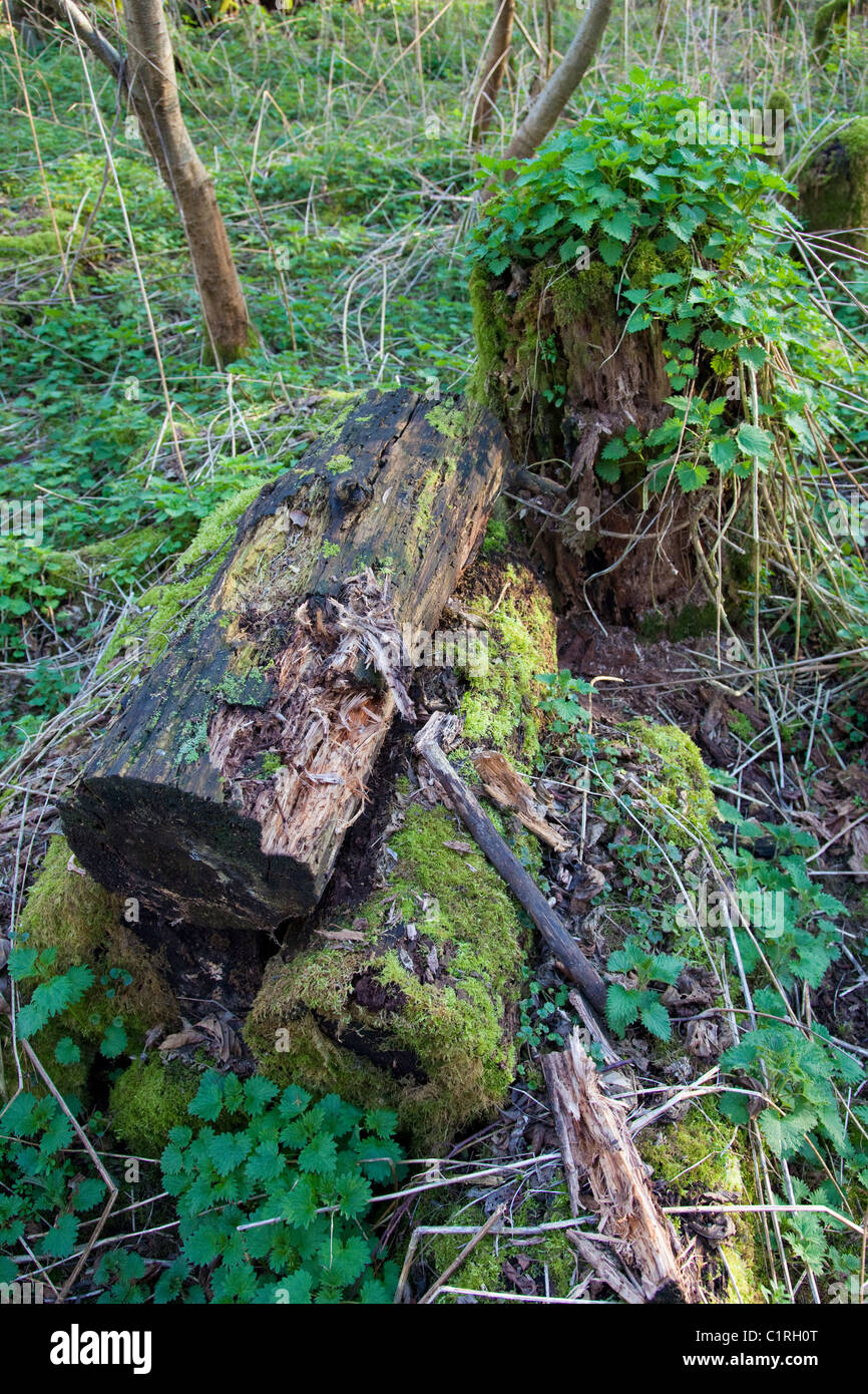 Rotting Logs High Resolution Stock Photography and Images - Alamy