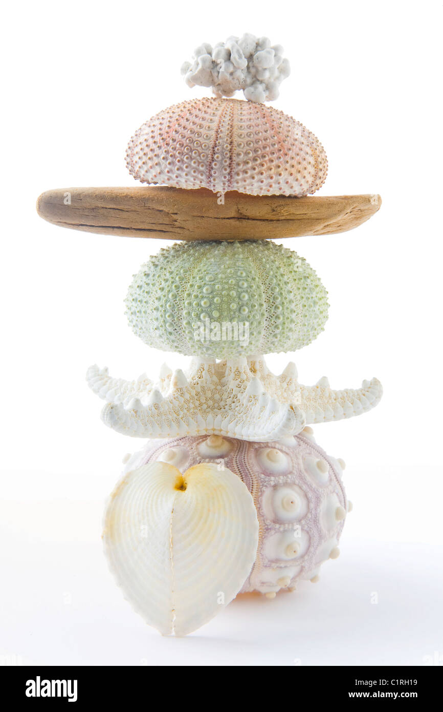 Stack of seashells and driftwood from the beach Stock Photo - Alamy