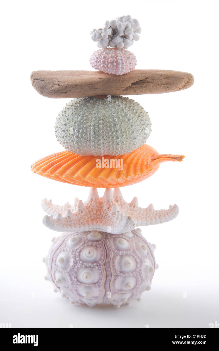 Stack of seashells and driftwood from the beach Stock Photo - Alamy