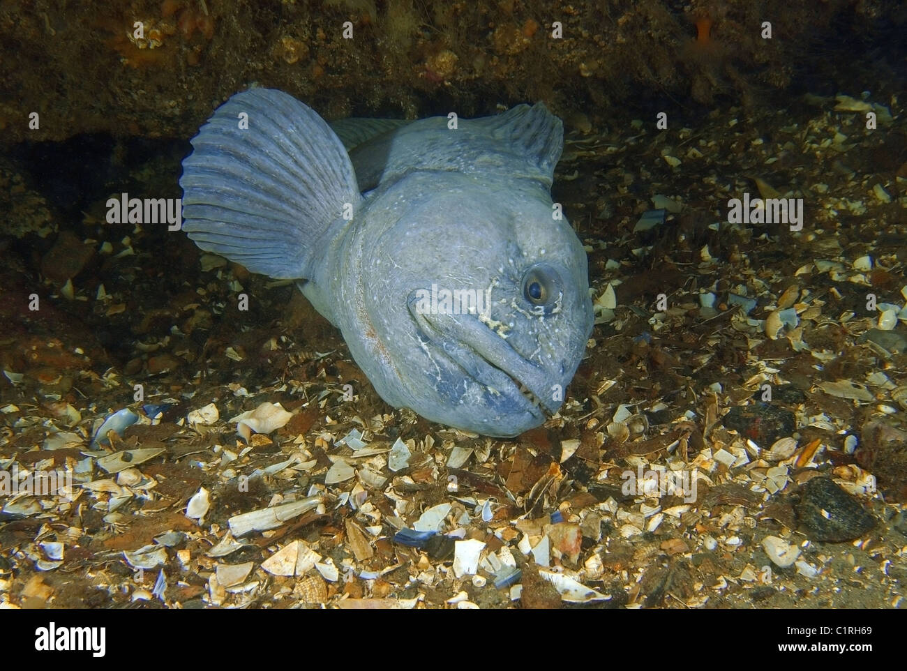 Atlantic wolffish, Atlantic Catfish, seawolf, ocean catfish, devil fish ...