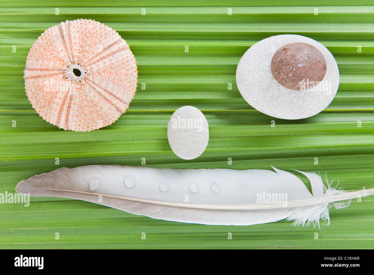 Natural objects on a palm tree leaf forming a smiling face Stock Photo ...