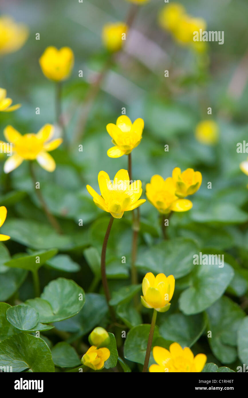 Lesser Celandine Ranunculus ficaria, in flower March, Kent, UK, spring ...