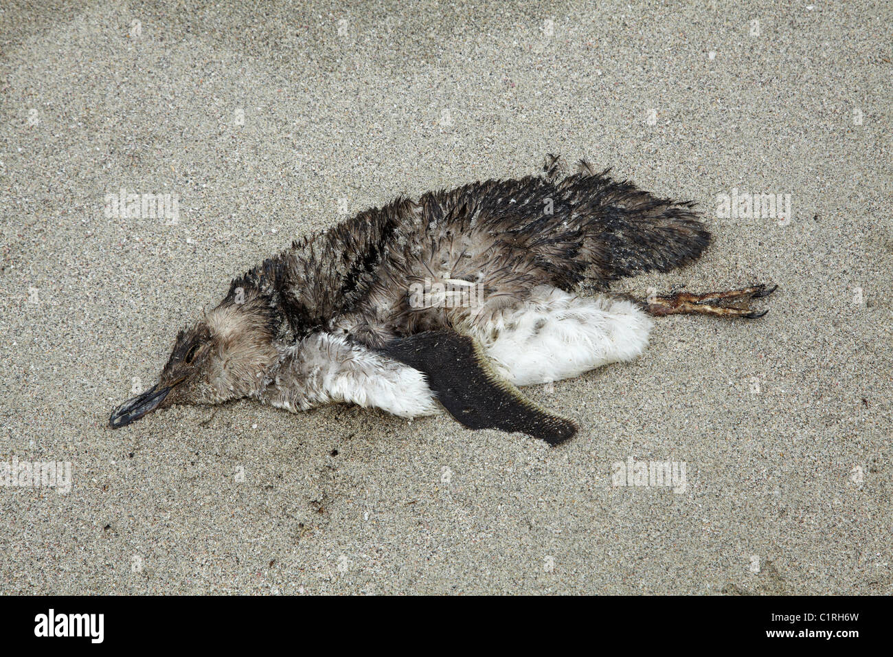 Dead Penguin, Tapotupotu Bay, Far North, Northland, North Island, New ...