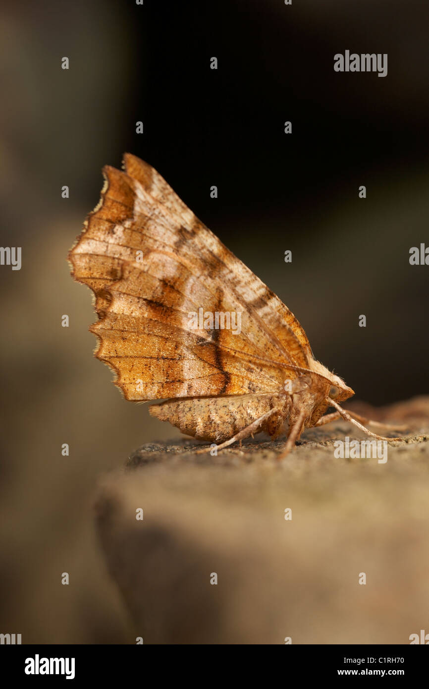 Early Thorn (Selenia dentaria) moth Stock Photo - Alamy