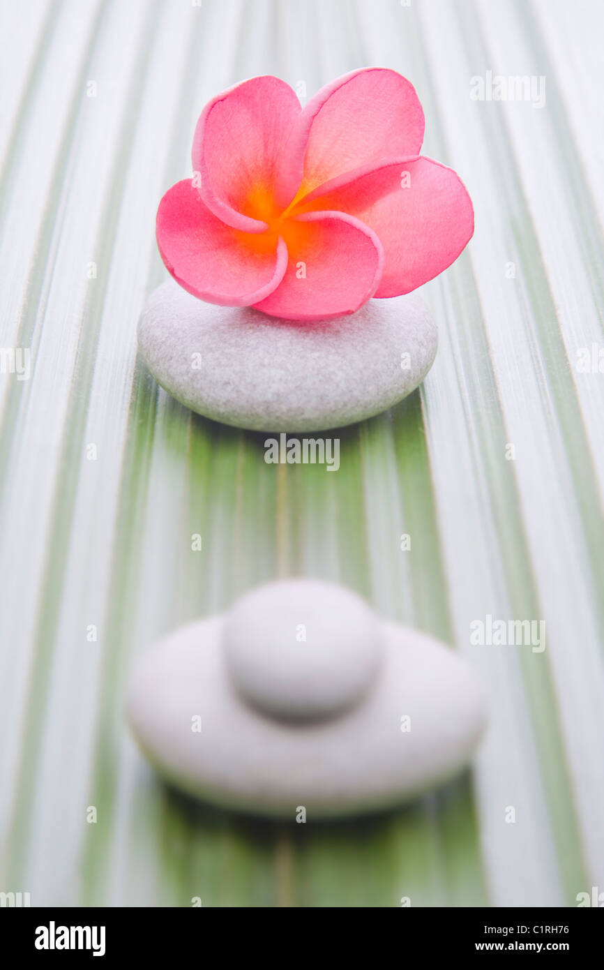 Natural objects on a palm tree leaf Stock Photo - Alamy